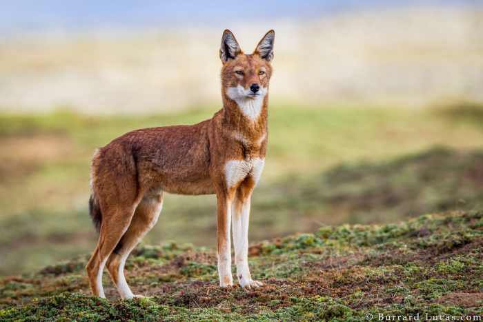 Unique and Rare, Endangered Dog Species - HubPages