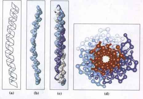 The Structure and Function of Collagen - HubPages