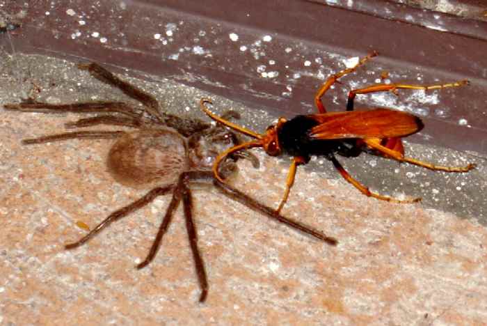 The Taratula Spider - Interesting Facts and Information - HubPages