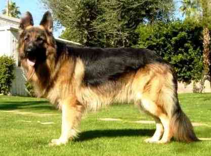 7 Dog Breeds Developed From the German Shepherd's Bloodline - HubPages