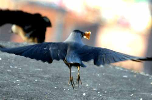 Diwali in Nepal, The Five days Tihar Festival - HubPages