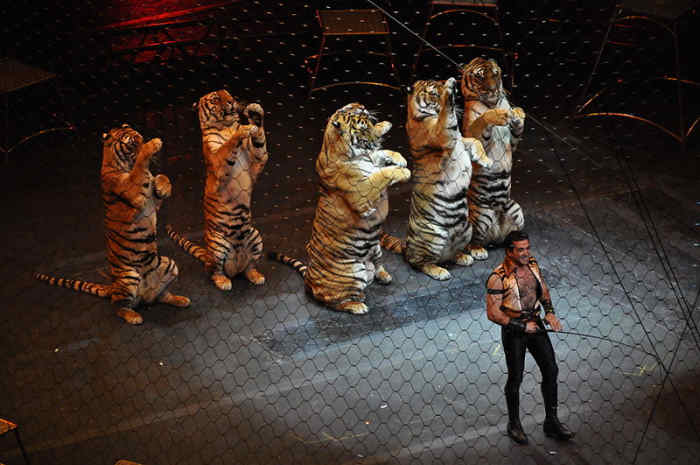 Training big cats, and other circus animals - HubPages