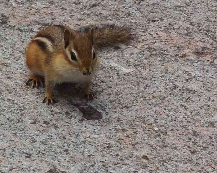 What Damages Can Chipmunks Cause? - HubPages