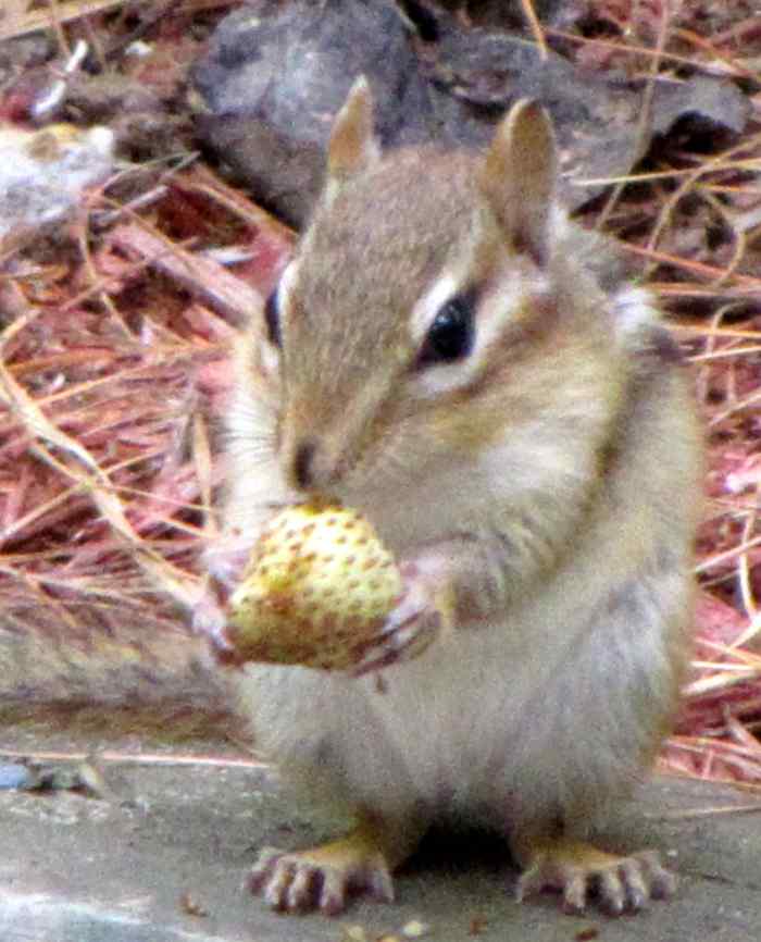 What Damages Can Chipmunks Cause? - HubPages