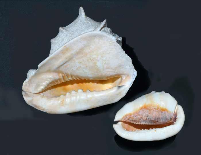 Univalve Shell ID Guide: Conchs, Whelks, Cones, Helmets & More - HubPages