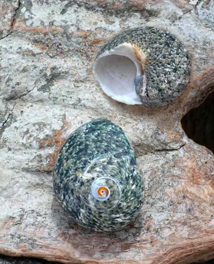 Conchs, Top Shells, Moon Shells, Cone Shells, Whelks and More Univalves ...