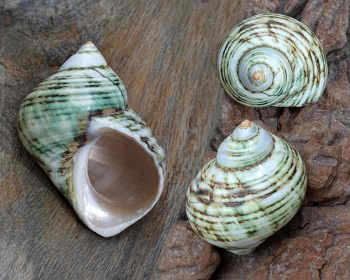 Conchs, Top Shells, Moon Shells, Cone Shells, Whelks and More Univalves ...