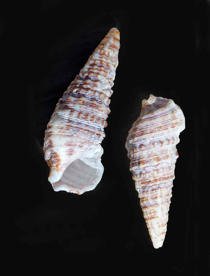 Conchs, Top Shells, Moon Shells, Cone Shells, Whelks and More Univalves ...