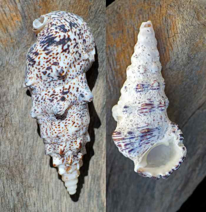 Conchs, Top Shells, Moon Shells, Cone Shells, Whelks and More Univalves ...