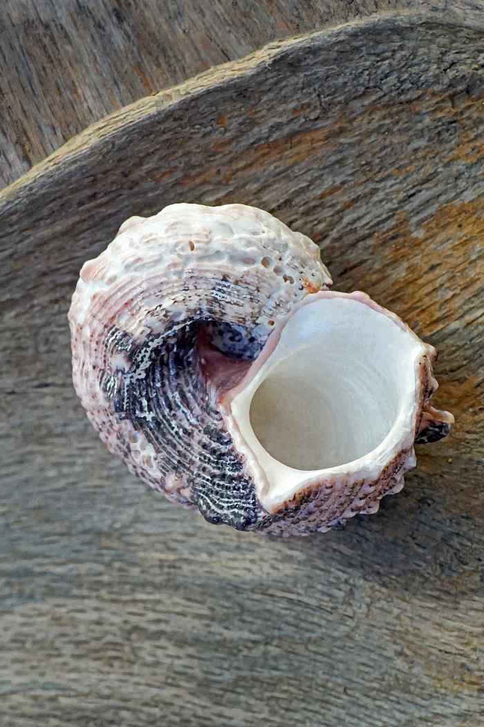 Conchs, Top Shells, Moon Shells, Cone Shells, Whelks and More Univalves ...