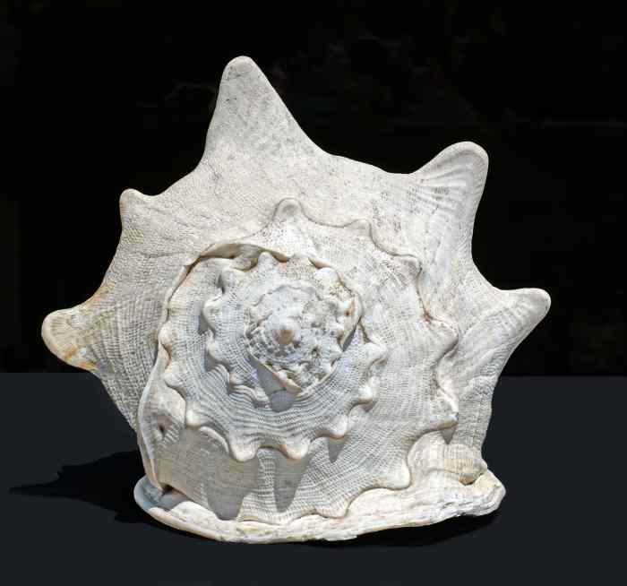 Univalve Shell ID Guide: Conchs, Whelks, Cones, Helmets & More - HubPages