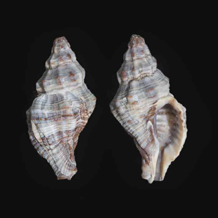 Univalve Shell ID Guide: Conchs, Whelks, Cones, Helmets & More - HubPages