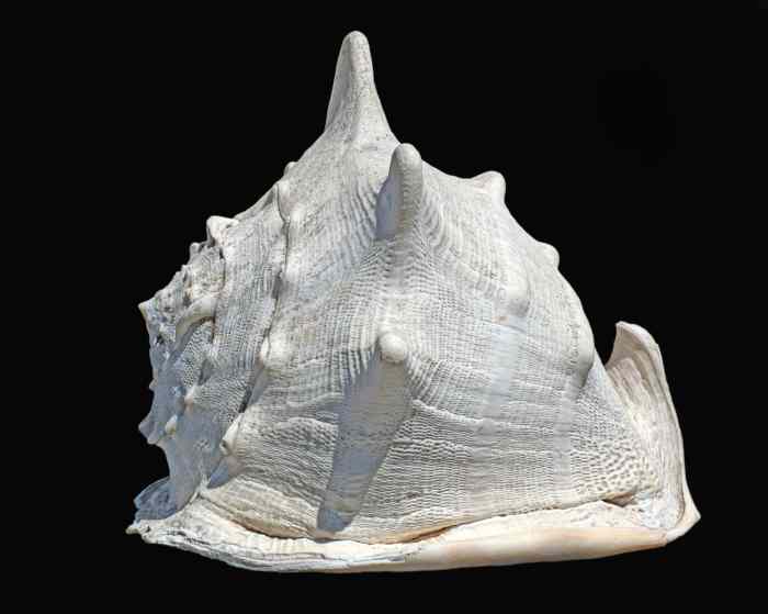 Univalve Shell ID Guide: Conchs, Whelks, Cones, Helmets & More - HubPages