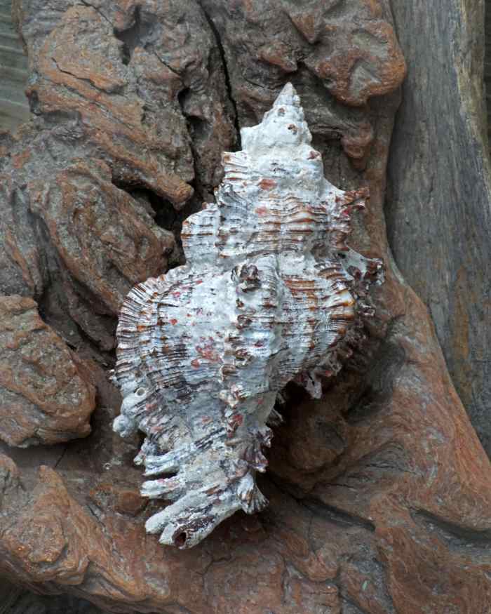 Univalve Shell ID Guide: Conchs, Whelks, Cones, Helmets & More - HubPages