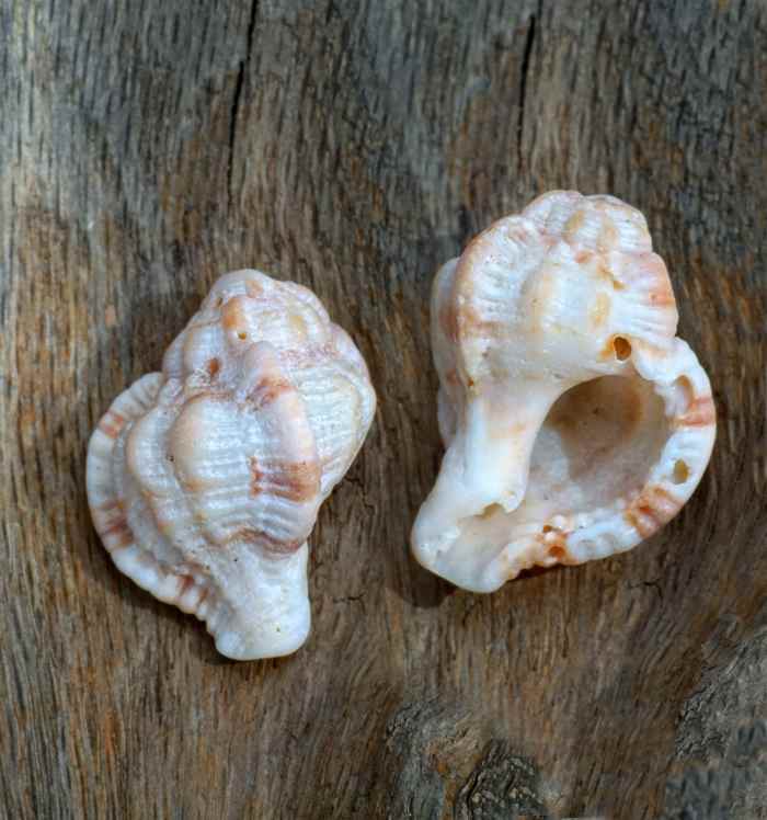 Univalve Shell ID Guide: Conchs, Whelks, Cones, Helmets & More - HubPages