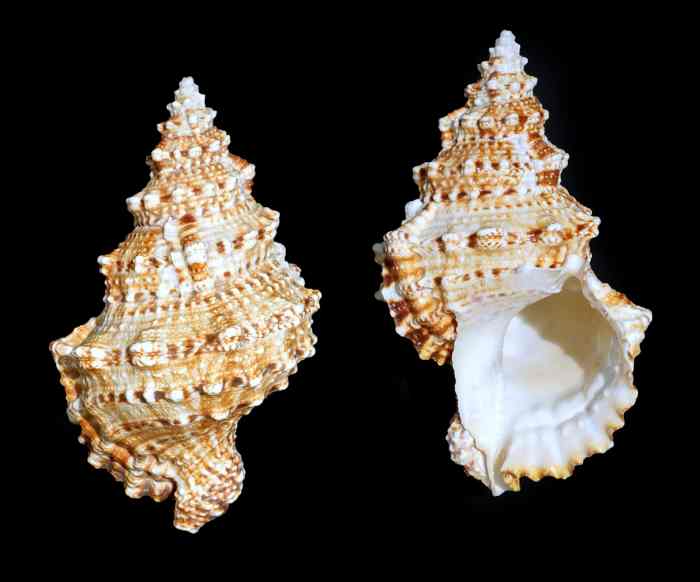 Univalve Shell ID Guide: Conchs, Whelks, Cones, Helmets & More - HubPages