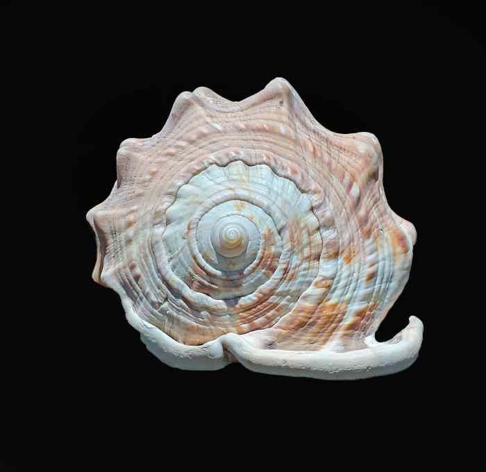 Univalve Shell ID Guide: Conchs, Whelks, Cones, Helmets & More - HubPages