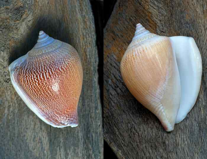 Univalve Shell ID Guide: Conchs, Whelks, Cones, Helmets & More - HubPages