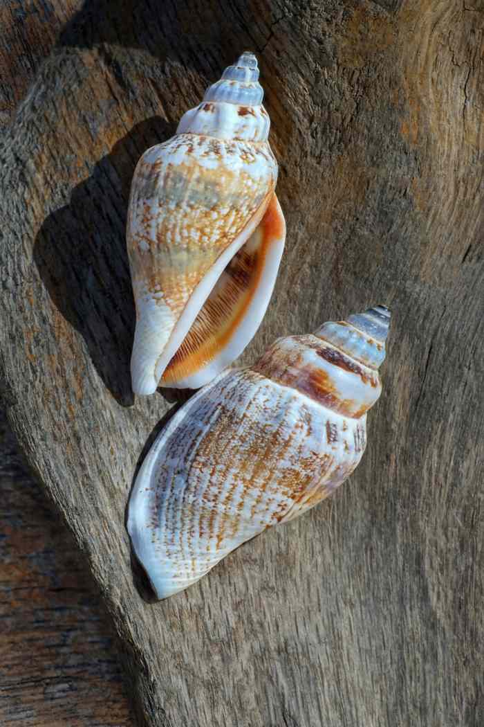 Univalve Shell ID Guide: Conchs, Whelks, Cones, Helmets & More - HubPages