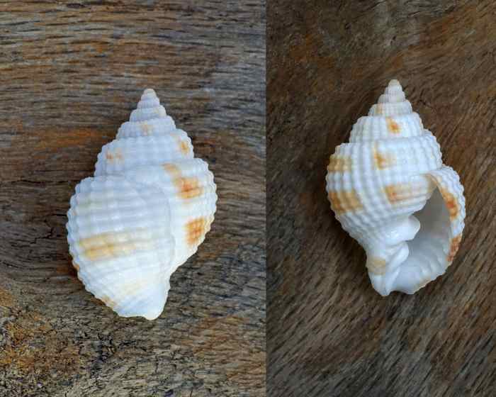 Univalve Shell ID Guide: Conchs, Whelks, Cones, Helmets & More - HubPages