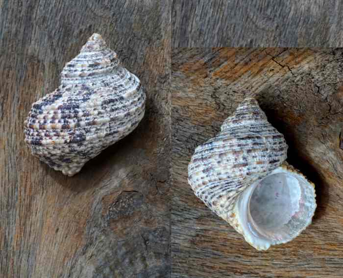 Conchs, Top Shells, Moon Shells, Cone Shells, Whelks and More Univalves ...