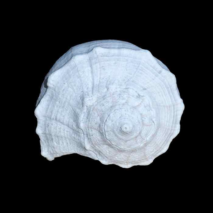 Univalve Shell ID Guide: Conchs, Whelks, Cones, Helmets & More - HubPages