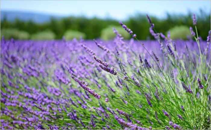 The Joy of Lavender and Its Many Uses - HubPages