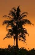 COCONUT - The Tree of Life - HubPages