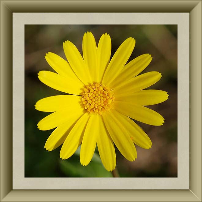 50 Delightful Edible Flowers - HubPages