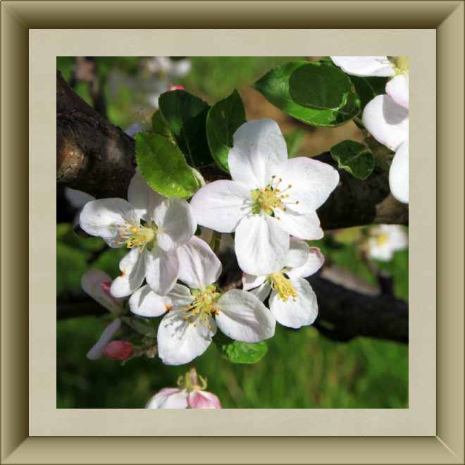 50 Delightful Edible Flowers - HubPages