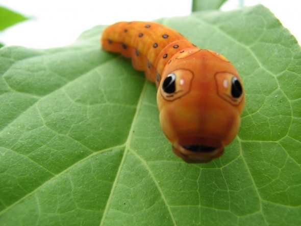 Top 10 Beautiful Caterpillar Photos - HubPages