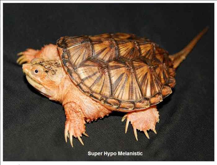 The "uncommon" Common Snapping Turtles: Chelydra serpentina serpentina ...