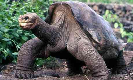 Top 5 Rarest Animals in the World - HubPages