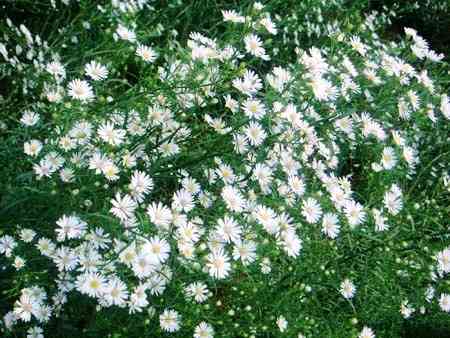 How To Grow Monte Cassino Aster - HubPages