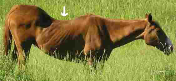 Swayback Horse - HubPages