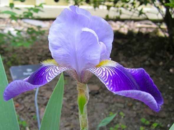 My Victorian Garden: Growing Heirloom Bearded Iris - HubPages