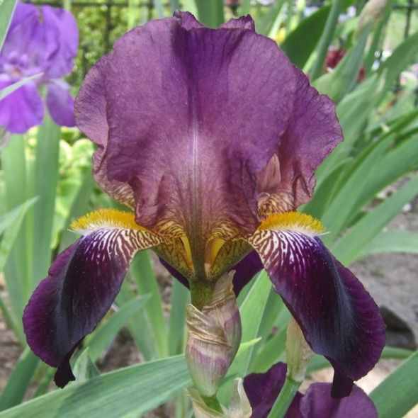 My Victorian Garden: Growing Heirloom Bearded Iris - HubPages