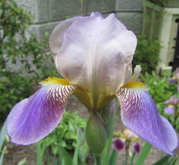 My Victorian Garden: Growing Heirloom Bearded Iris - HubPages