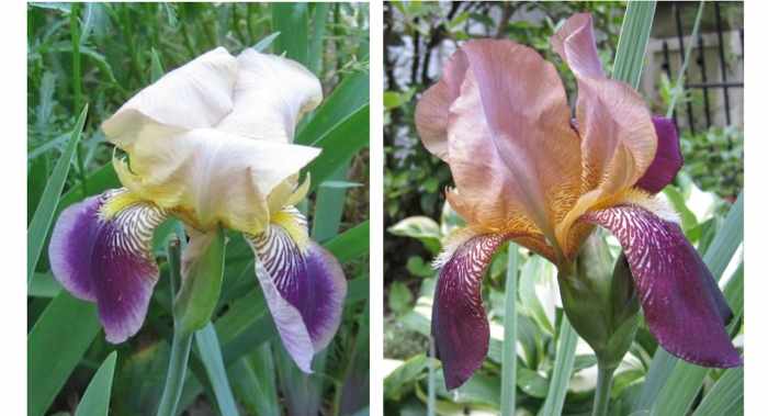 My Victorian Garden: Growing Heirloom Bearded Iris - HubPages