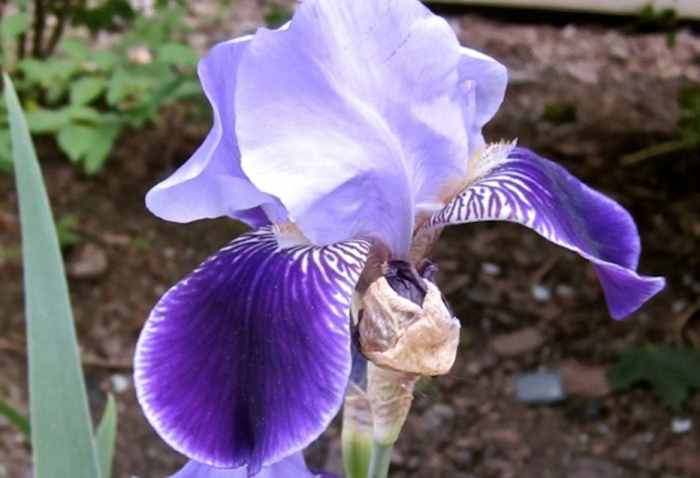 My Victorian Garden: Growing Heirloom Bearded Iris - HubPages