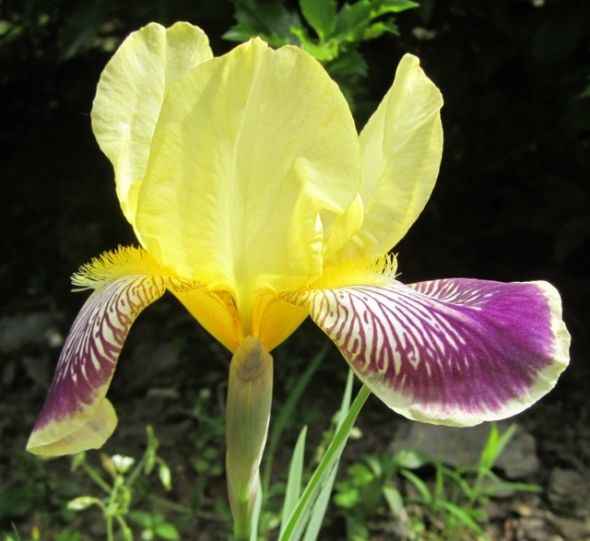 My Victorian Garden: Growing Heirloom Bearded Iris - HubPages