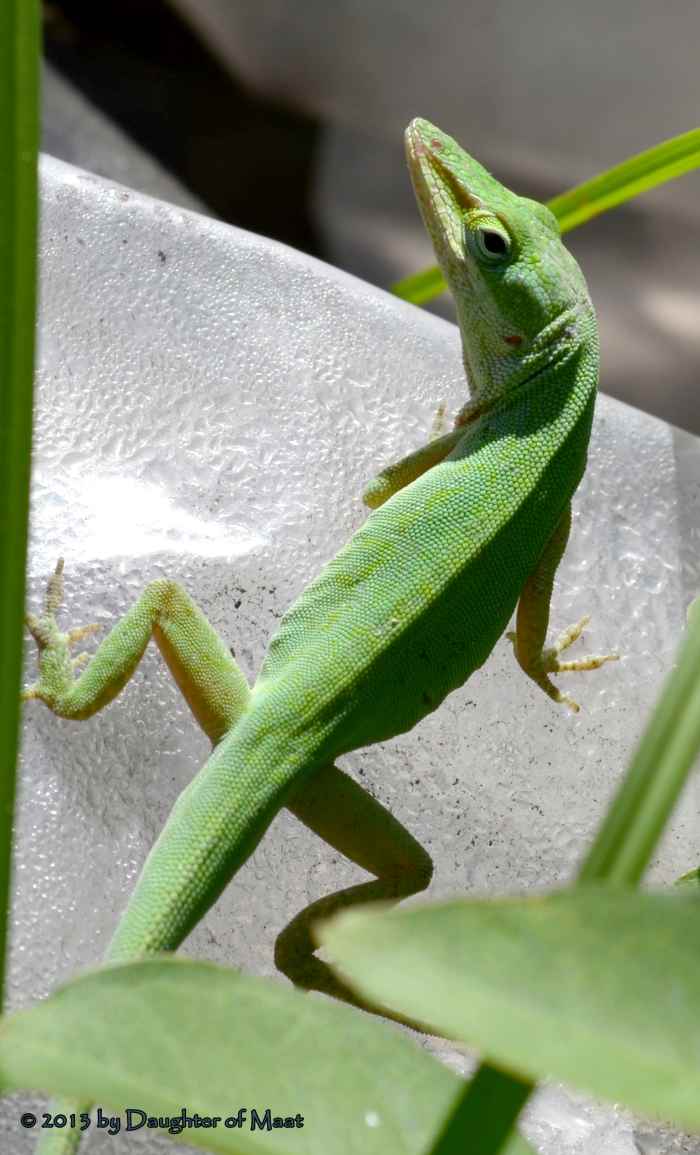 Florida's Wildlife: Reptiles - HubPages