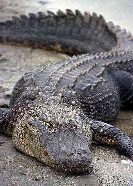 Florida's Wildlife: Reptiles - HubPages