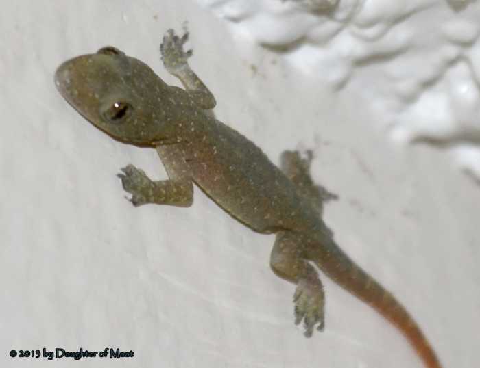 Florida's Wildlife: Reptiles - HubPages