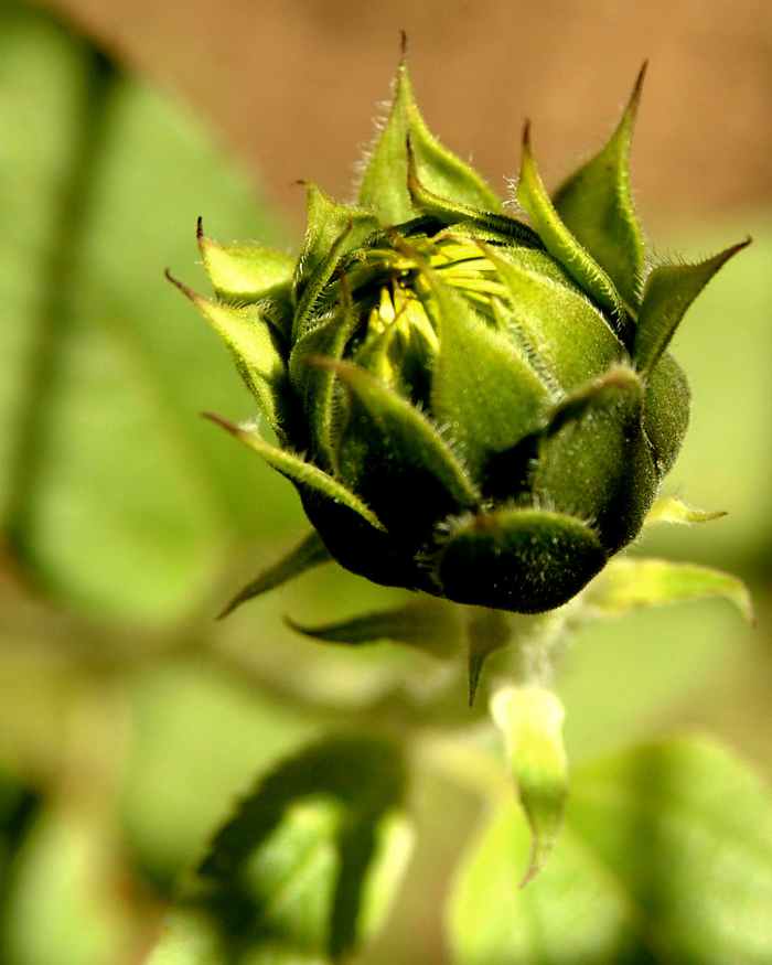Pictures Of Sunflowers, Buds To Blooms - HubPages