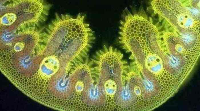 Microscopes A Fascinating Look At The Micro World - HubPages