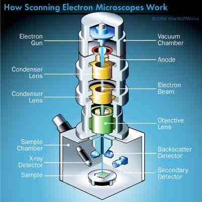 Microscopes A Fascinating Look At The Micro World - HubPages