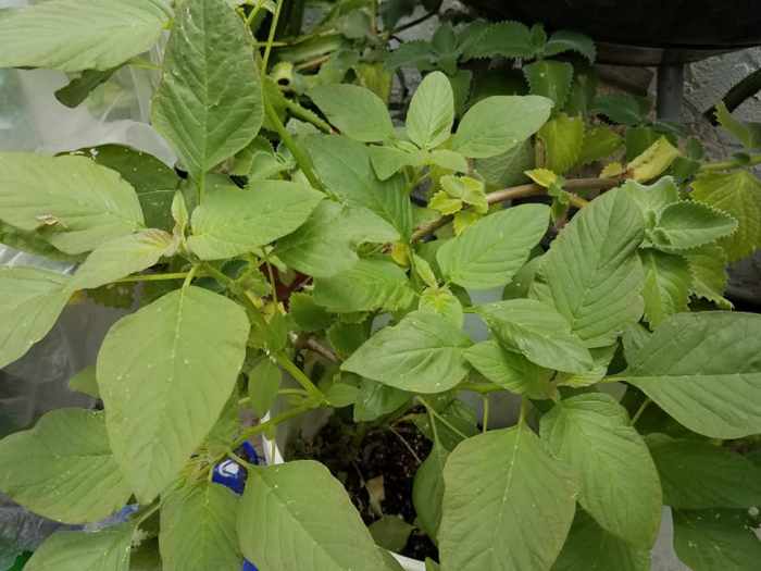 Growing Green Amaranth, Kalunay or Ptee in a Container - HubPages