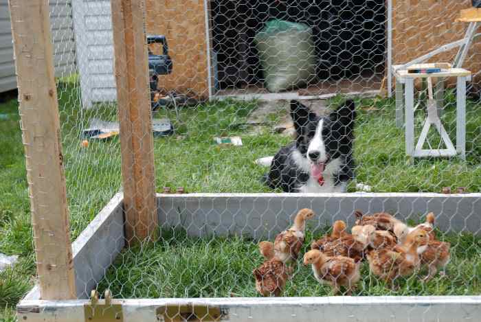 Raising Bantam Chickens: An Urban Farming Guide - HubPages
