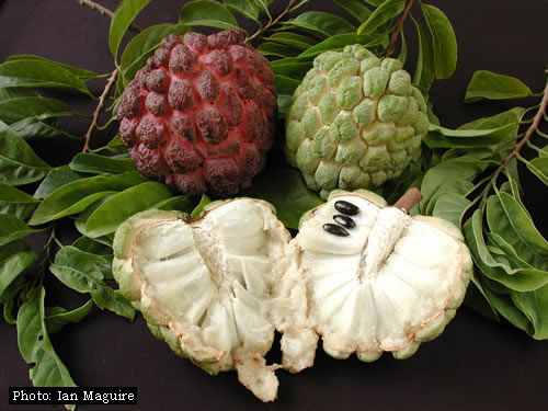 10 Exotic Bahamian Fruits for Better Health - HubPages